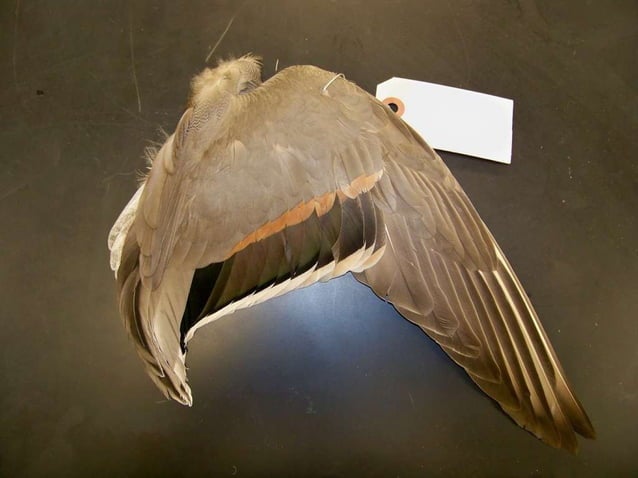 Wing Flashcards | PPT