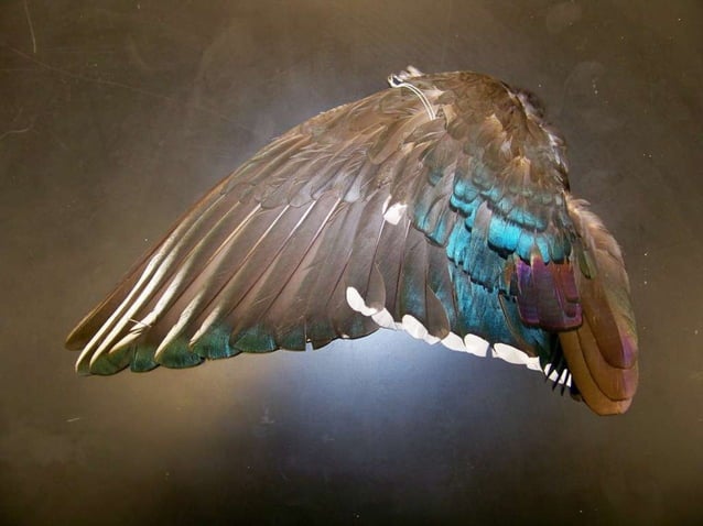 Wing Flashcards | PPT