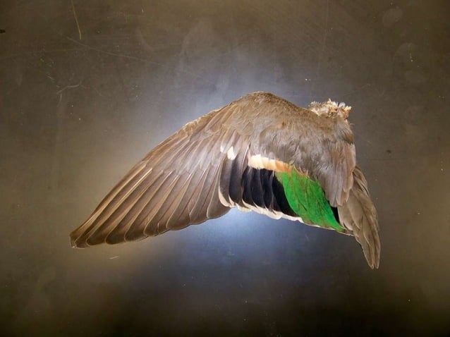 Wing Flashcards | PPT