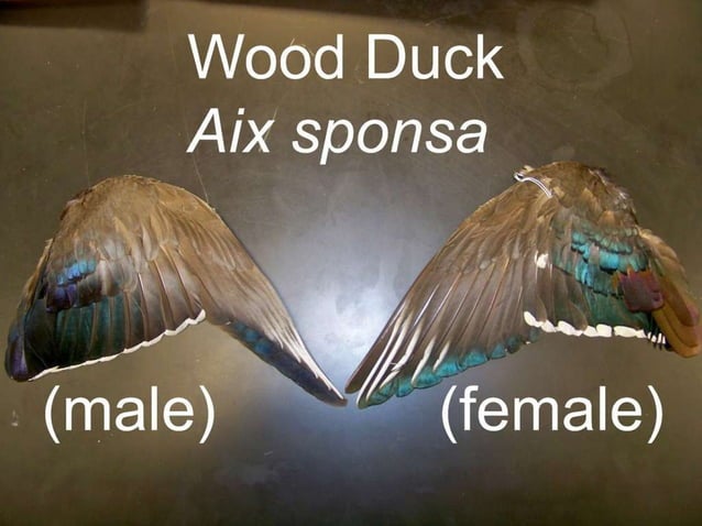 Wing Flashcards | PPT