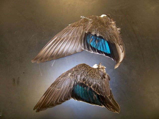 Wing Flashcards | PPT