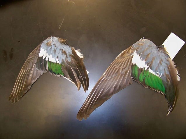 Wing Flashcards | PPT