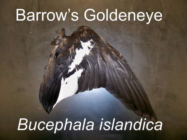 Wing Flashcards | PPT