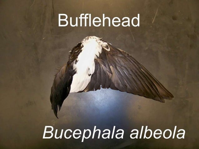 Wing Flashcards | PPT