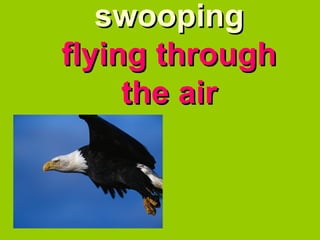 Wings Vocabulary | PPT
