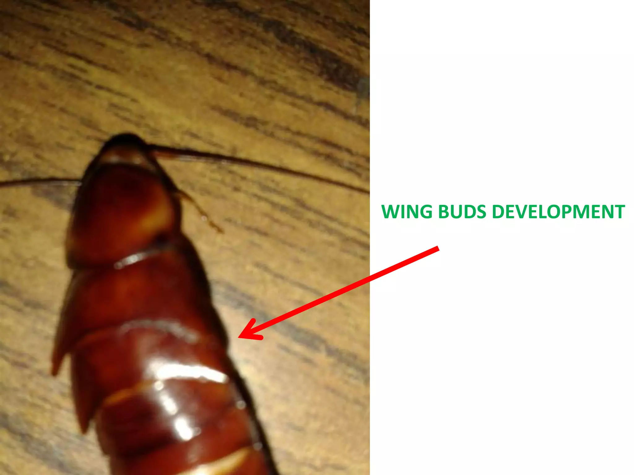 WING TYPES AND VENATION SSNAIK | PPTX