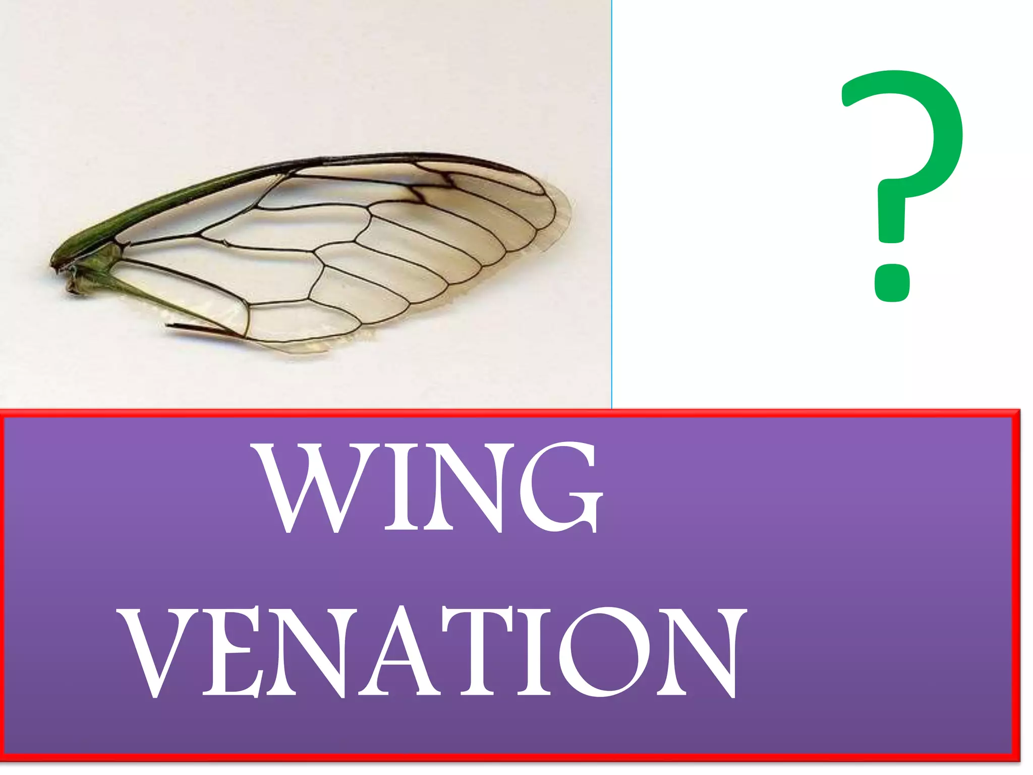 WING TYPES AND VENATION SSNAIK | PPTX