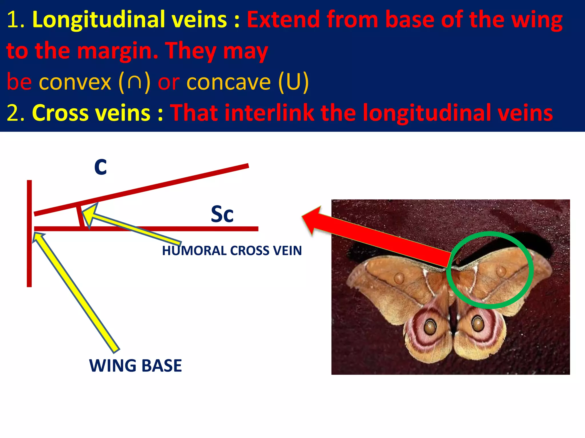 WING TYPES AND VENATION SSNAIK | PPTX | Birdwatching | Hobbies & Interests