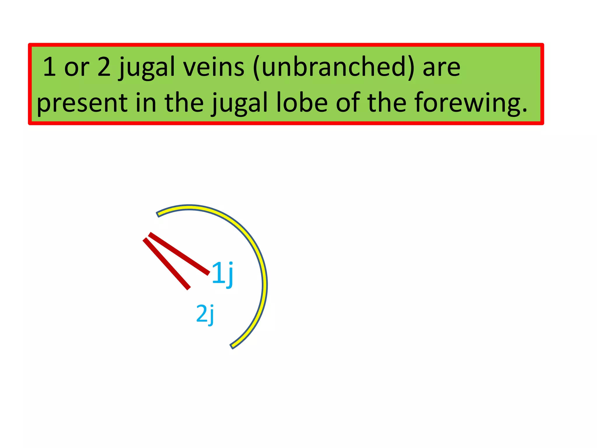 WING TYPES AND VENATION SSNAIK | PPTX