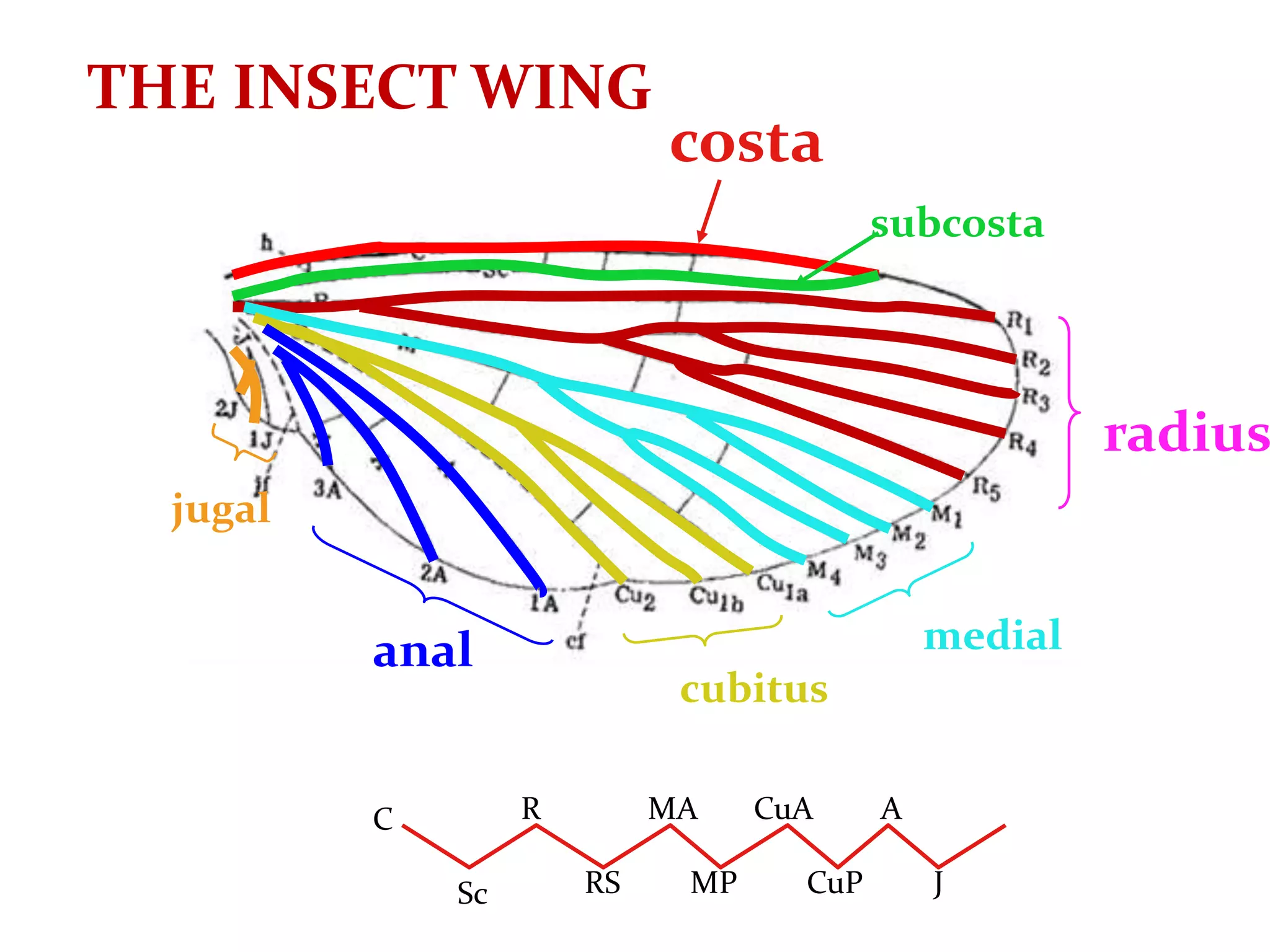 WING TYPES AND VENATION SSNAIK | PPTX | Birdwatching | Hobbies & Interests