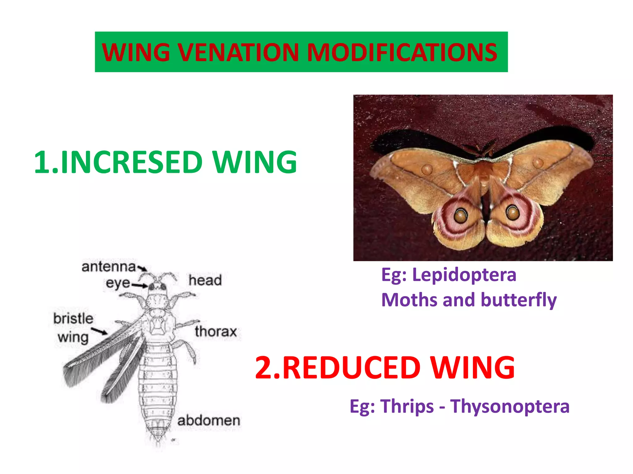 WING TYPES AND VENATION SSNAIK | PPTX | Birdwatching | Hobbies & Interests