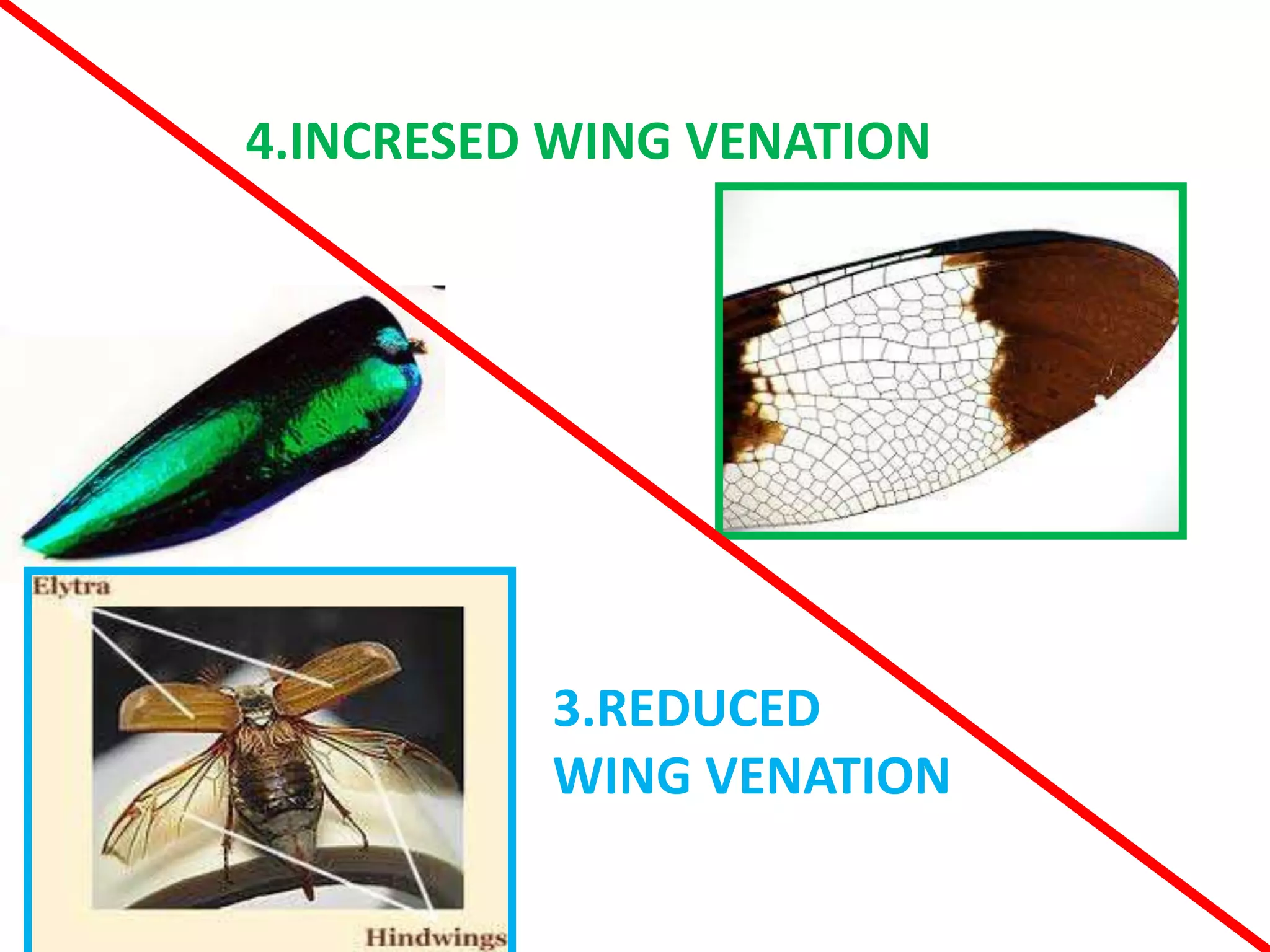 WING TYPES AND VENATION SSNAIK | PPTX | Birdwatching | Hobbies & Interests