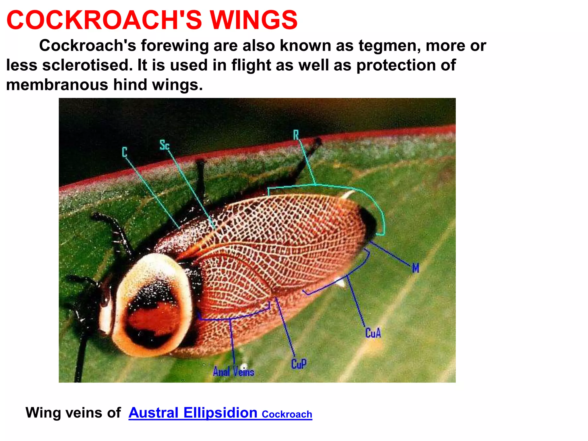 WING TYPES AND VENATION SSNAIK | PPTX | Birdwatching | Hobbies & Interests