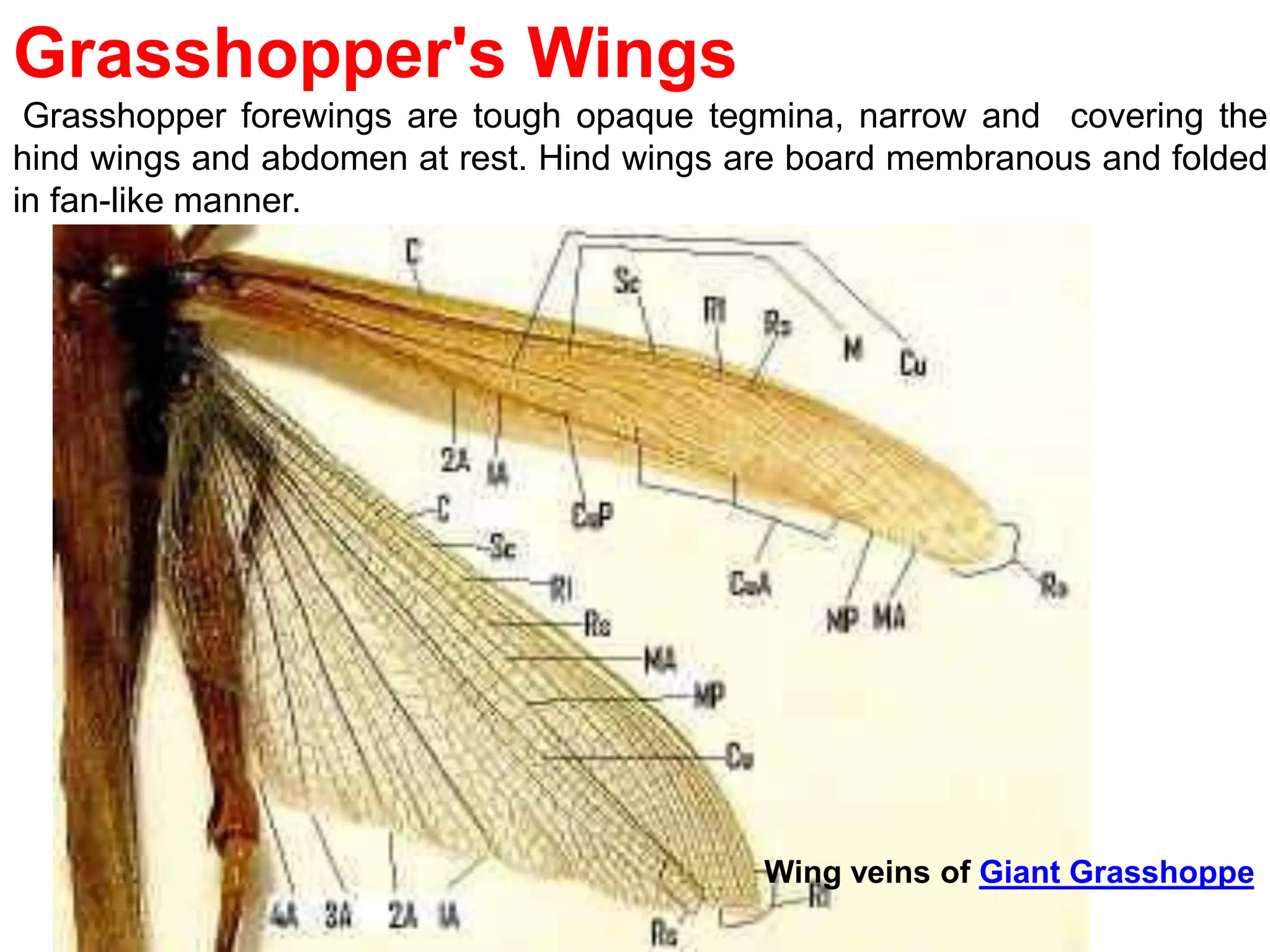 WING TYPES AND VENATION SSNAIK | PPTX | Birdwatching | Hobbies & Interests