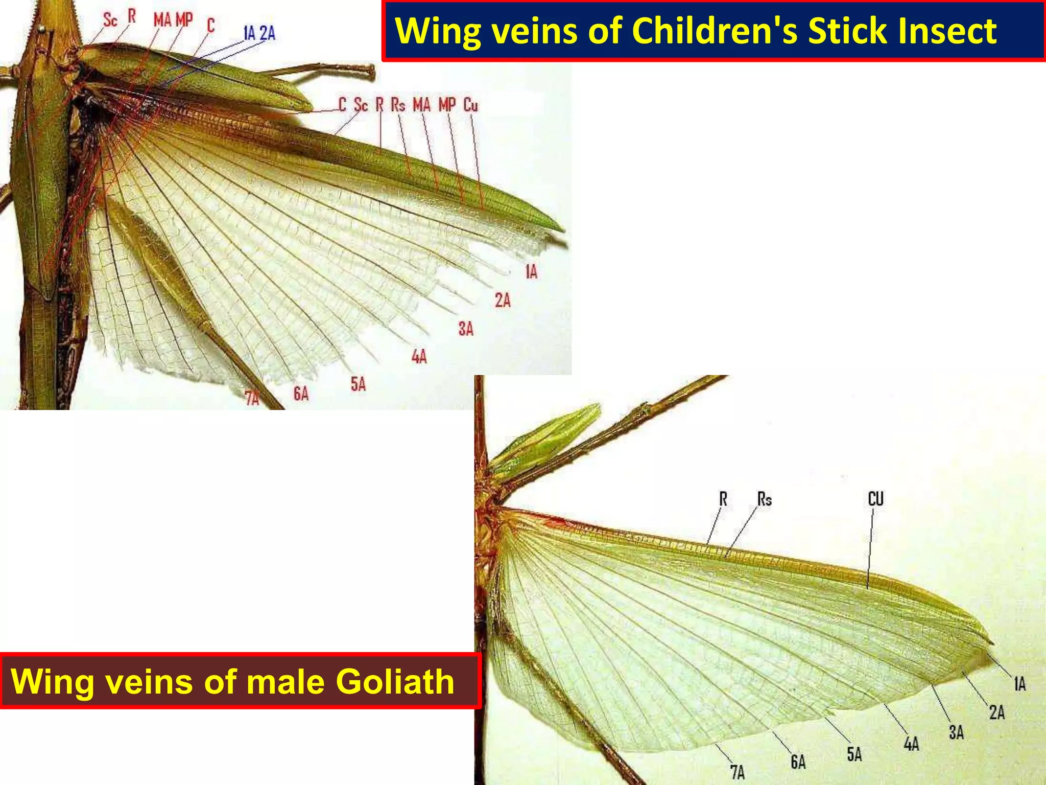 WING TYPES AND VENATION SSNAIK | PPTX | Birdwatching | Hobbies & Interests