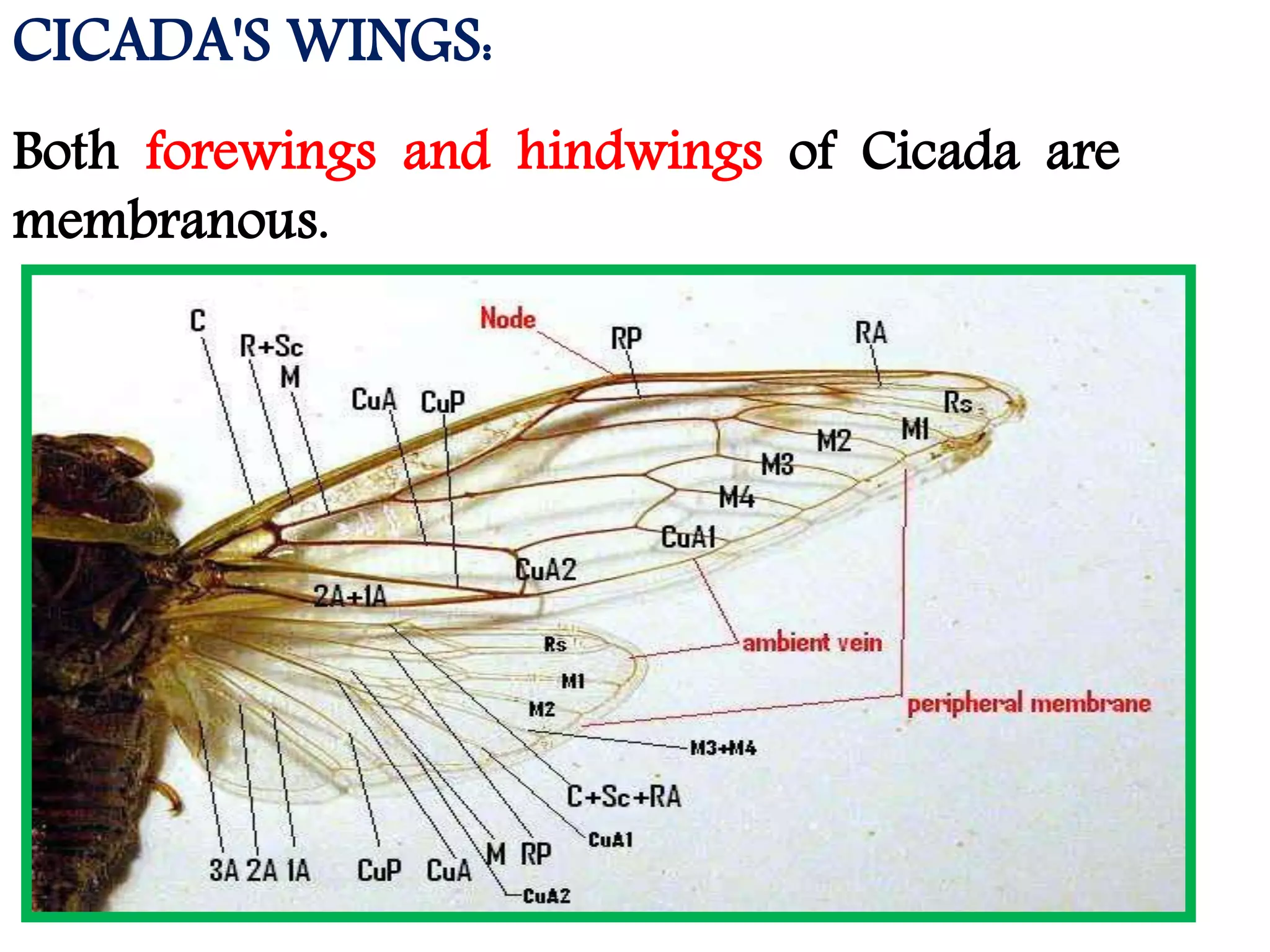 WING TYPES AND VENATION SSNAIK | PPTX