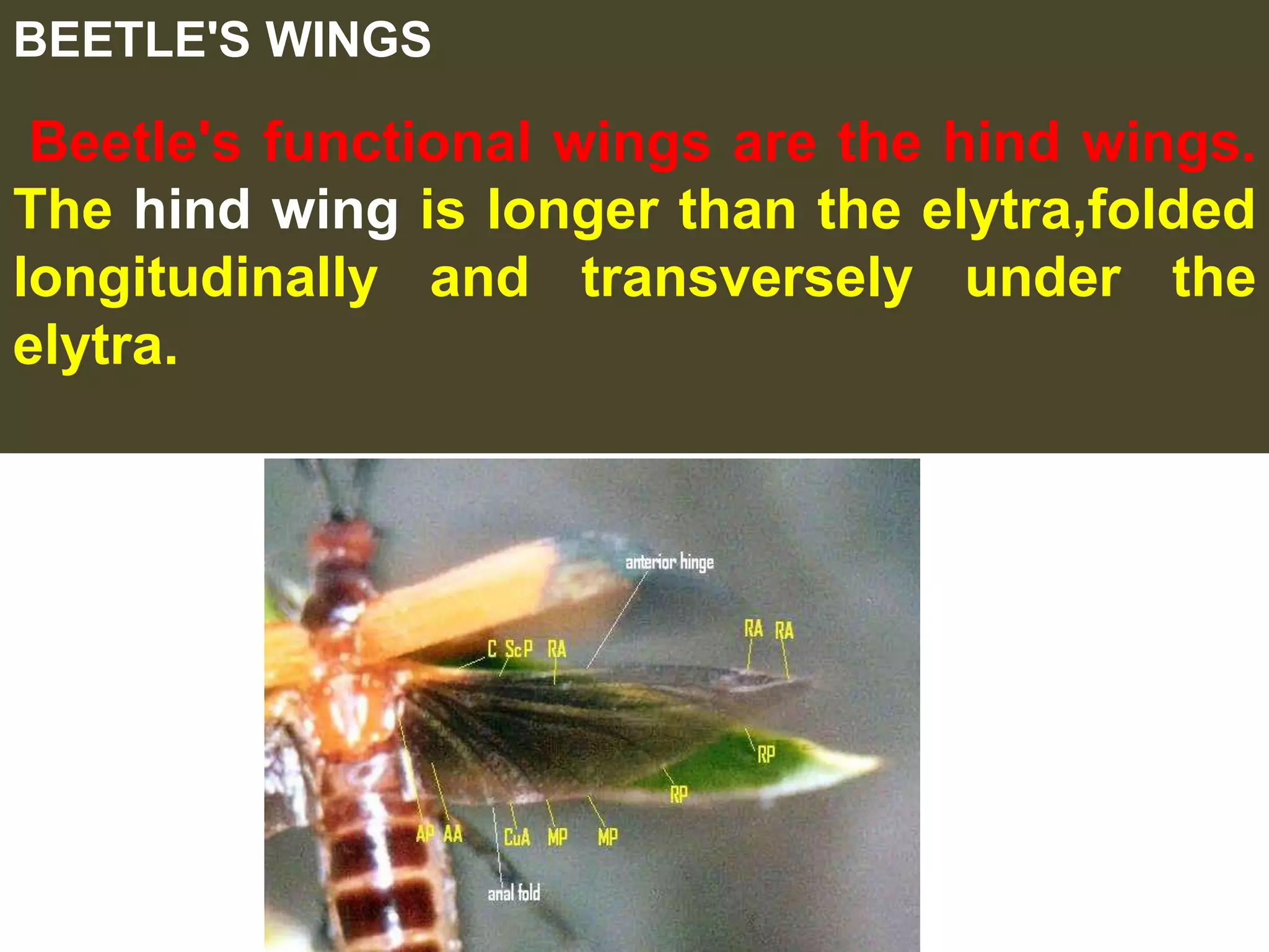 WING TYPES AND VENATION SSNAIK | PPTX | Birdwatching | Hobbies & Interests