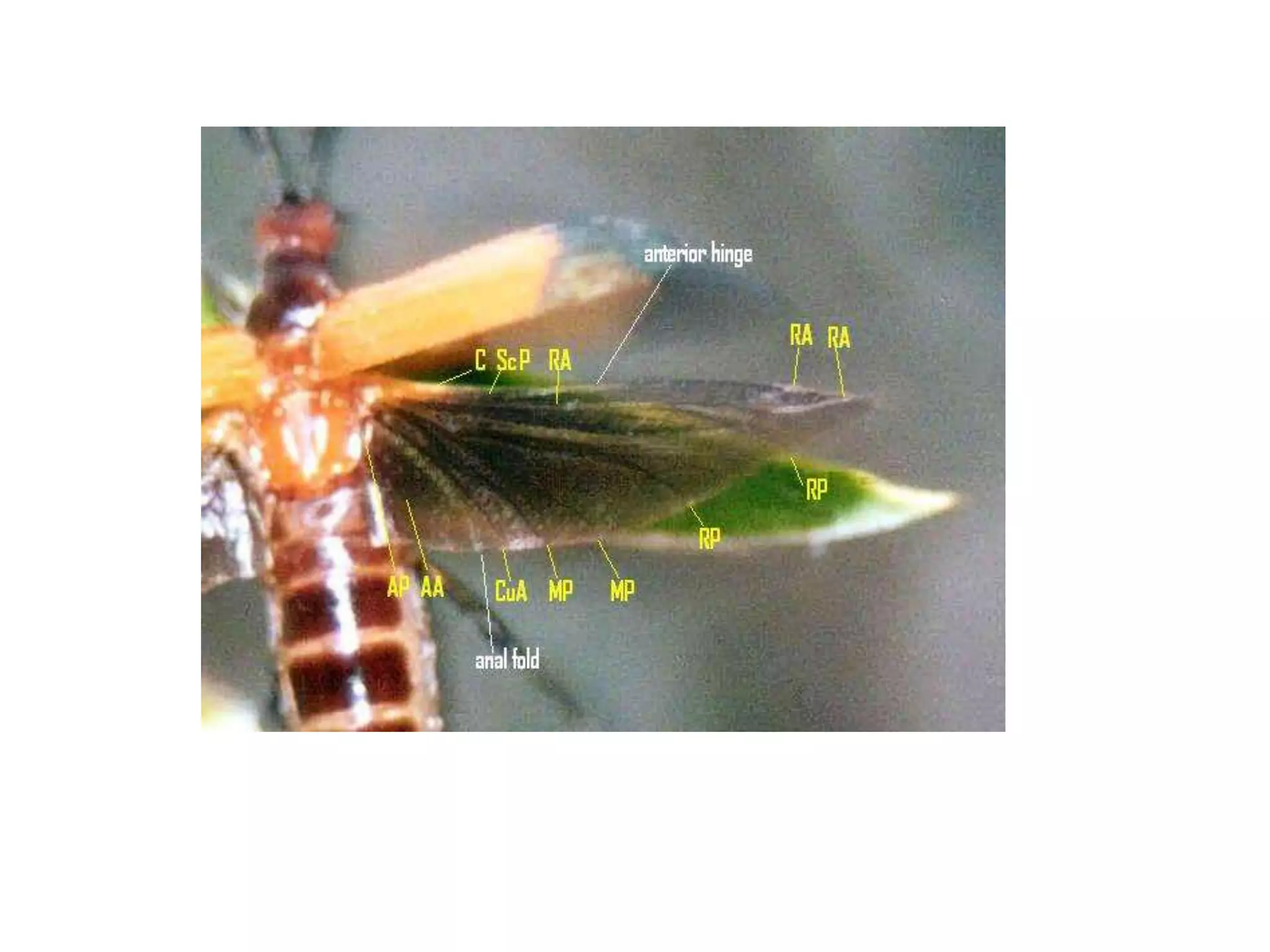 WING TYPES AND VENATION SSNAIK | PPTX