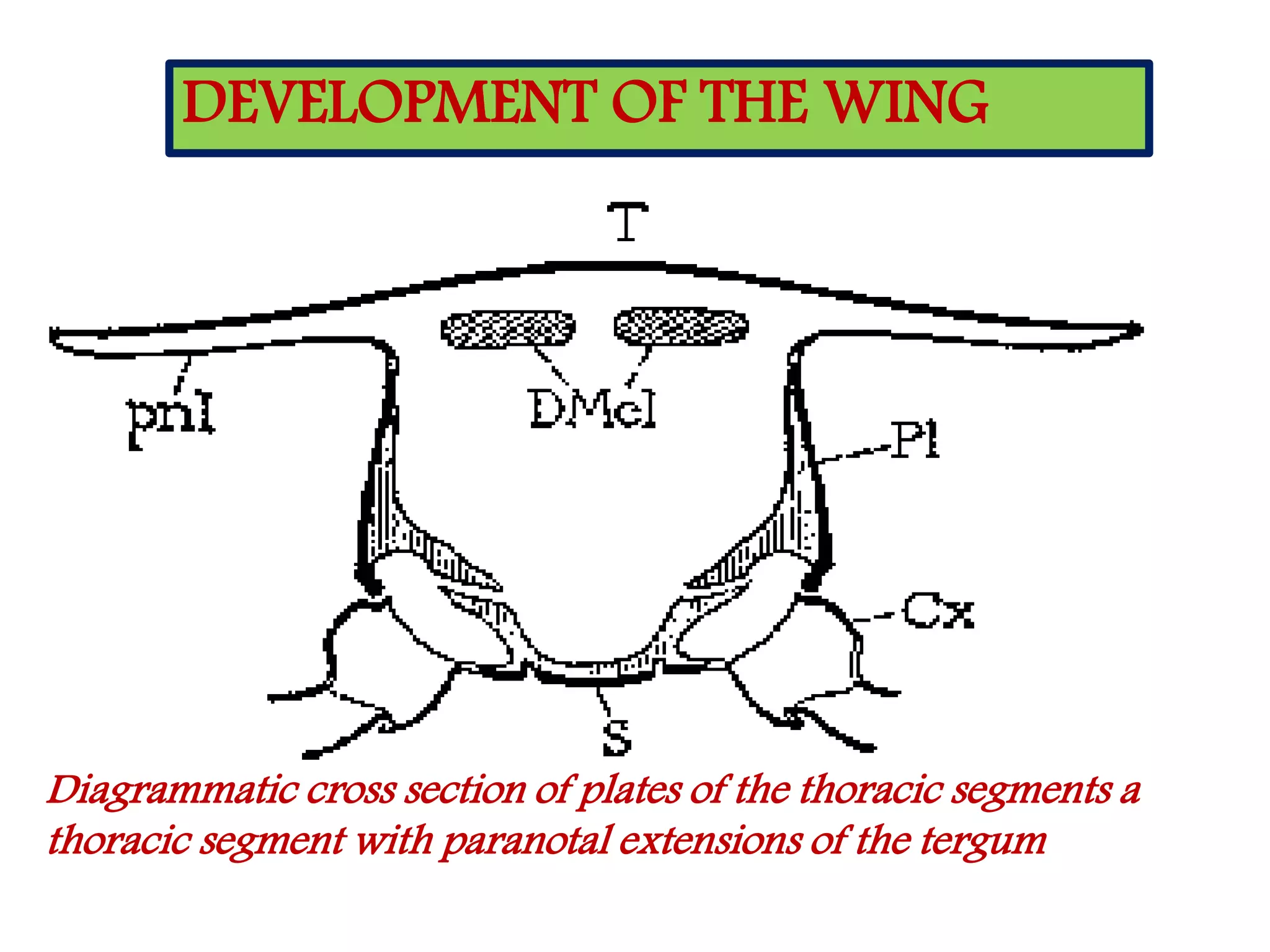 WING TYPES AND VENATION SSNAIK | PPTX | Birdwatching | Hobbies & Interests