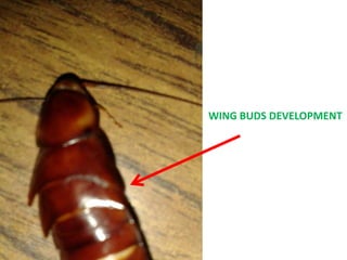 WING TYPES AND VENATION SSNAIK | PPTX