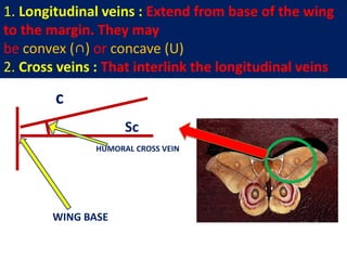 WING TYPES AND VENATION SSNAIK | PPTX