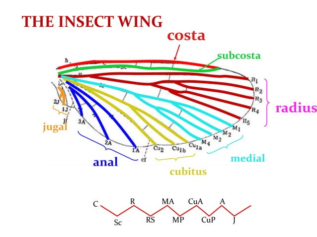 WING TYPES AND VENATION SSNAIK | PPTX | Birdwatching | Hobbies & Interests