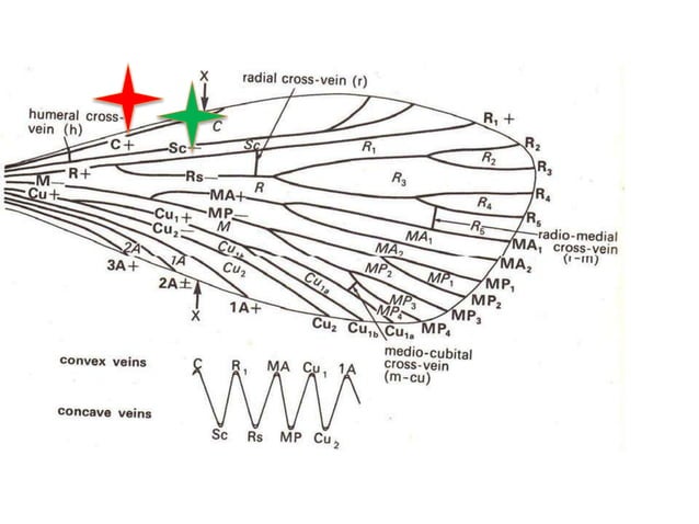 WING TYPES AND VENATION SSNAIK | PPTX | Birdwatching | Hobbies & Interests