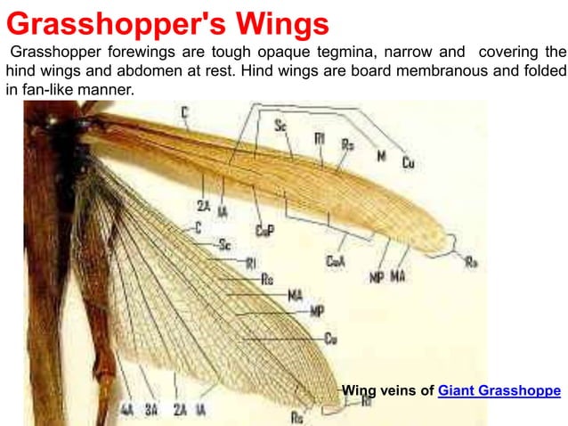 WING TYPES AND VENATION SSNAIK | PPTX | Birdwatching | Hobbies & Interests