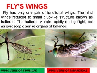 WING TYPES AND VENATION SSNAIK | PPTX