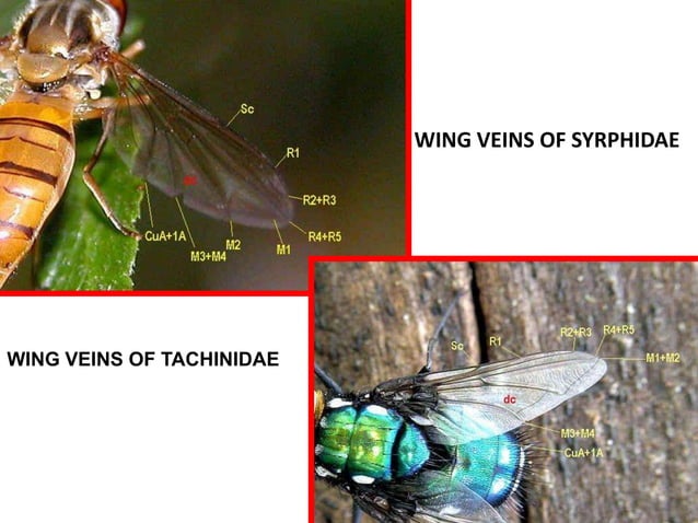 WING TYPES AND VENATION SSNAIK | PPTX | Birdwatching | Hobbies & Interests