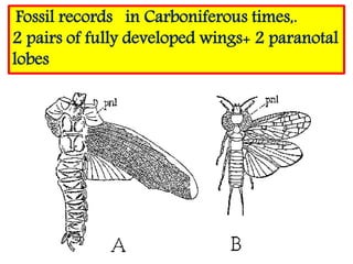 WING TYPES AND VENATION SSNAIK | PPTX