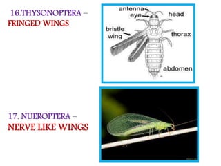 WING TYPES AND VENATION SSNAIK | PPTX
