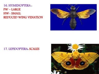 WING TYPES AND VENATION SSNAIK | PPTX