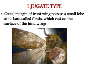 WING TYPES AND VENATION SSNAIK | PPTX