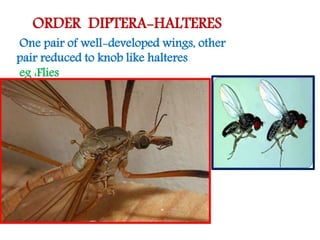 Diptera Halteres