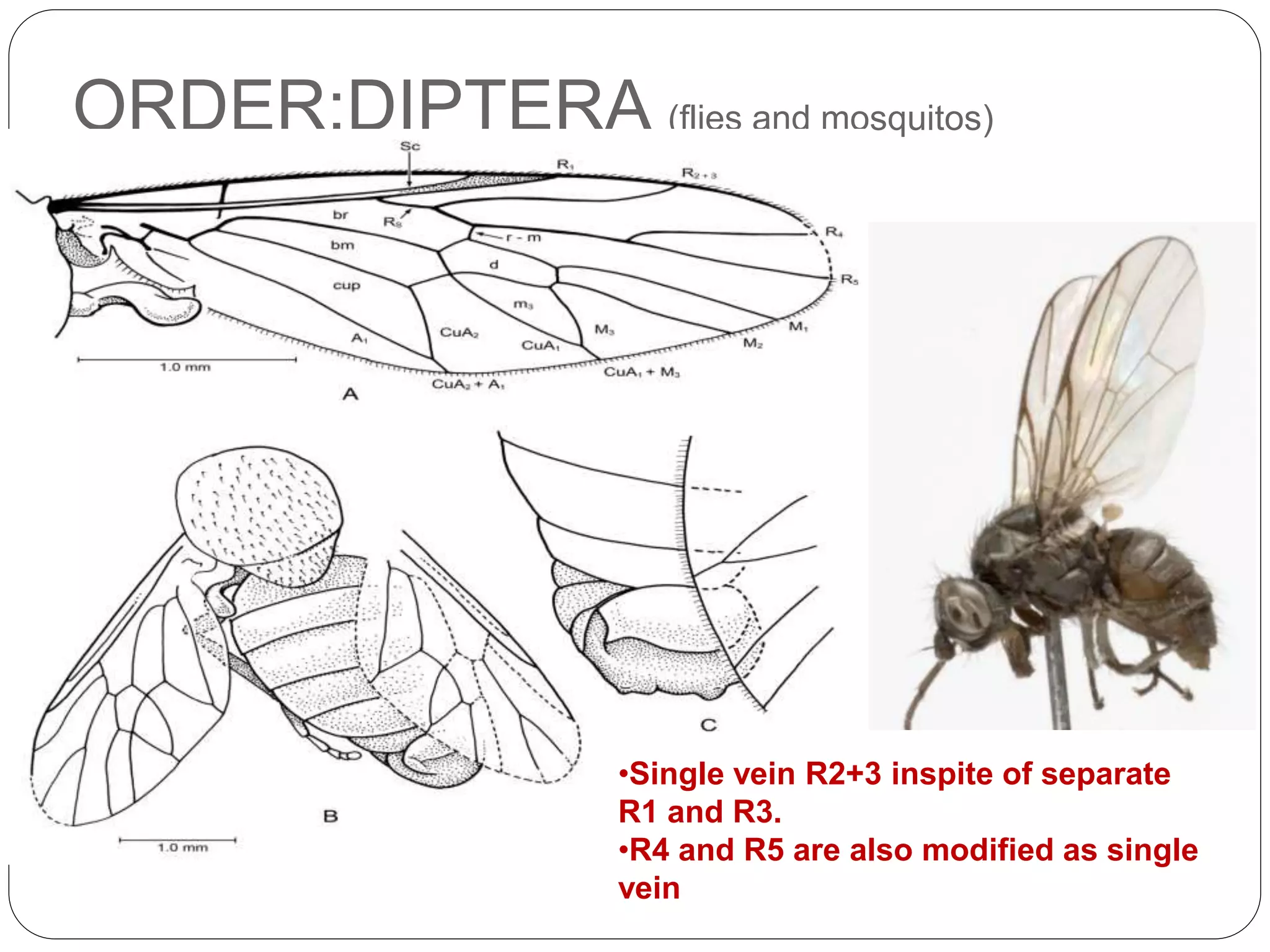 WING VENATION IN INSECTS | PPTX