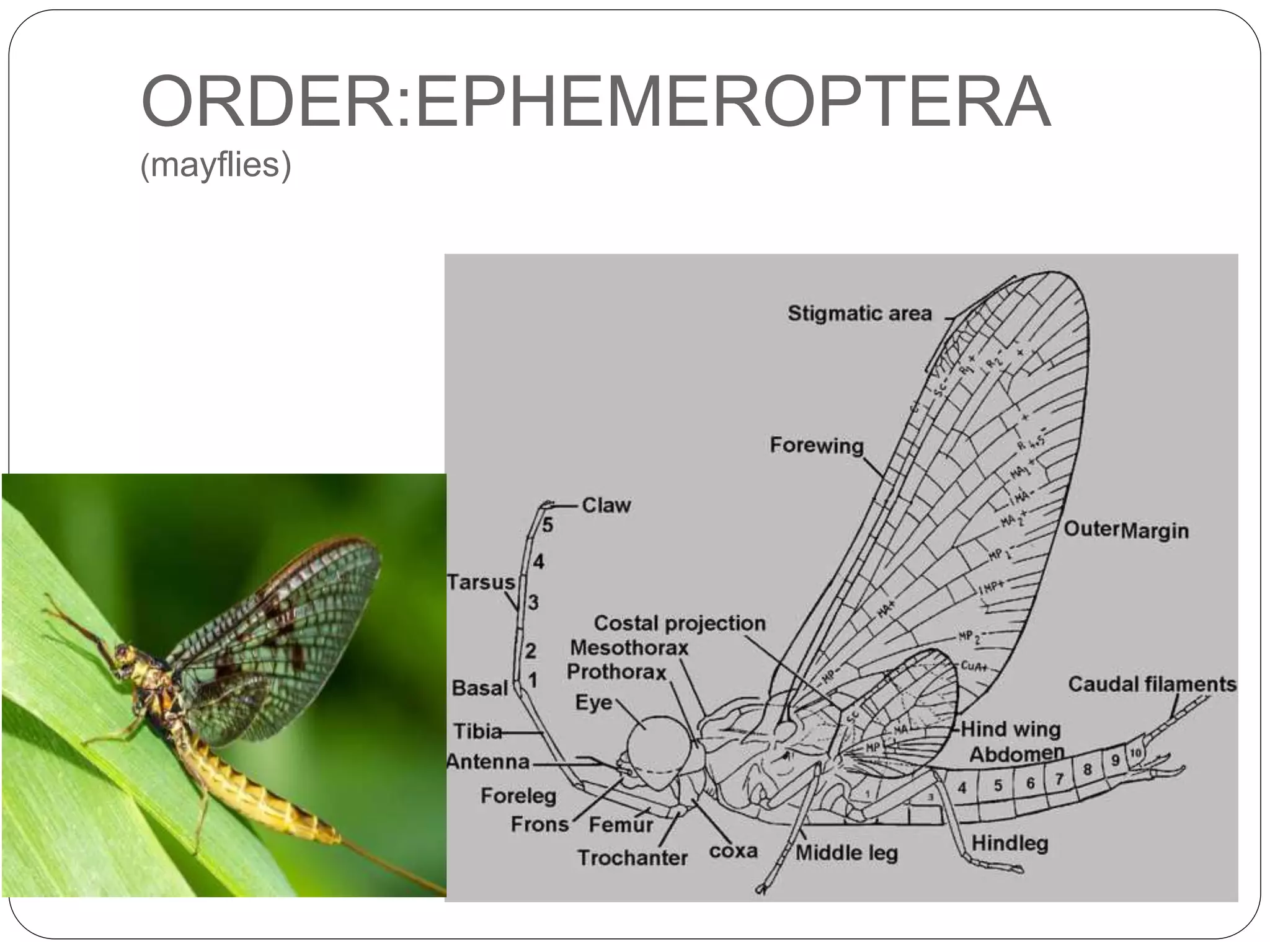 WING VENATION IN INSECTS | PPTX