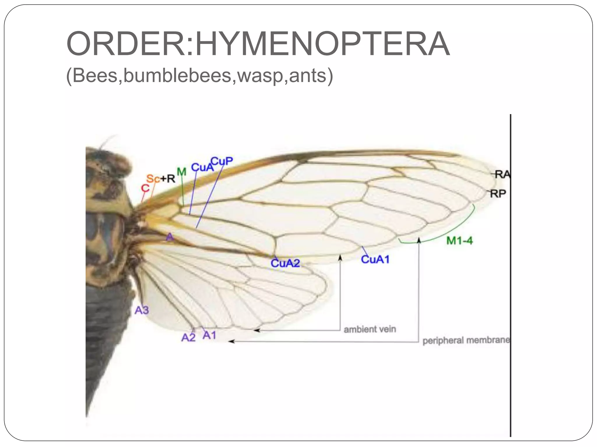 WING VENATION IN INSECTS | PPTX