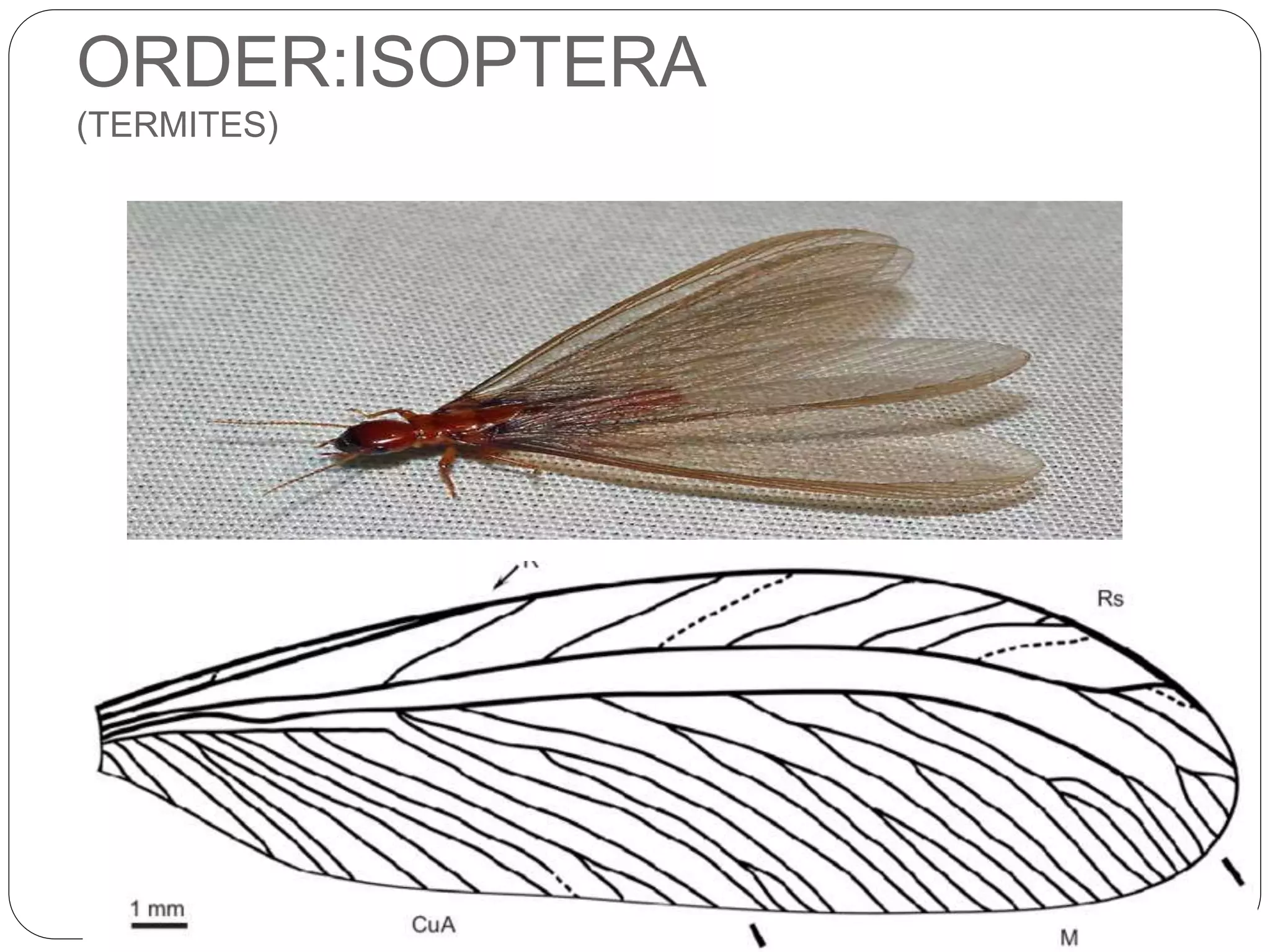 WING VENATION IN INSECTS | PPTX