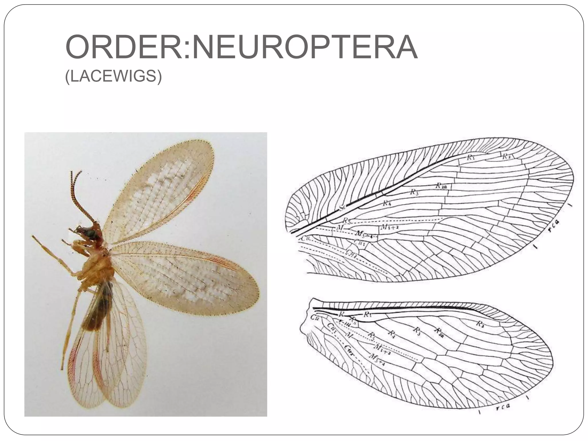 WING VENATION IN INSECTS | PPTX