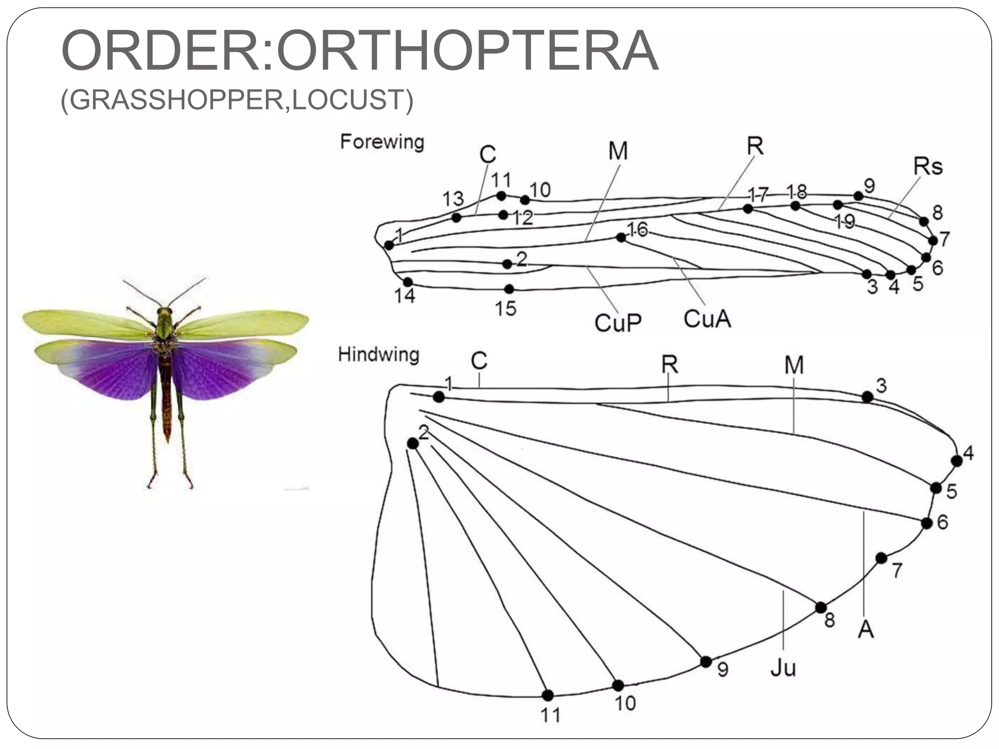WING VENATION IN INSECTS | PPTX