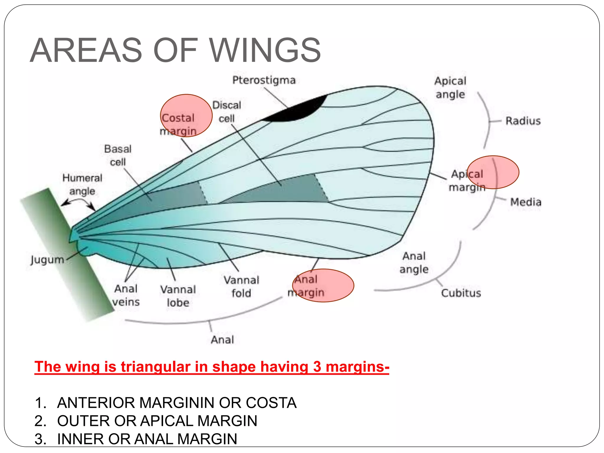 WING VENATION IN INSECTS | PPTX