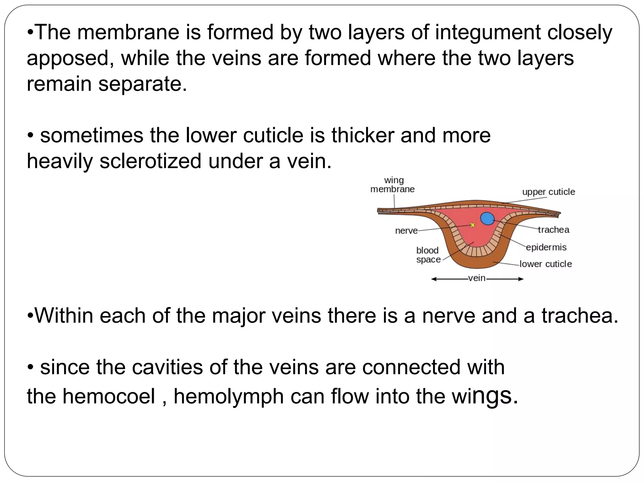 WING VENATION IN INSECTS | PPTX