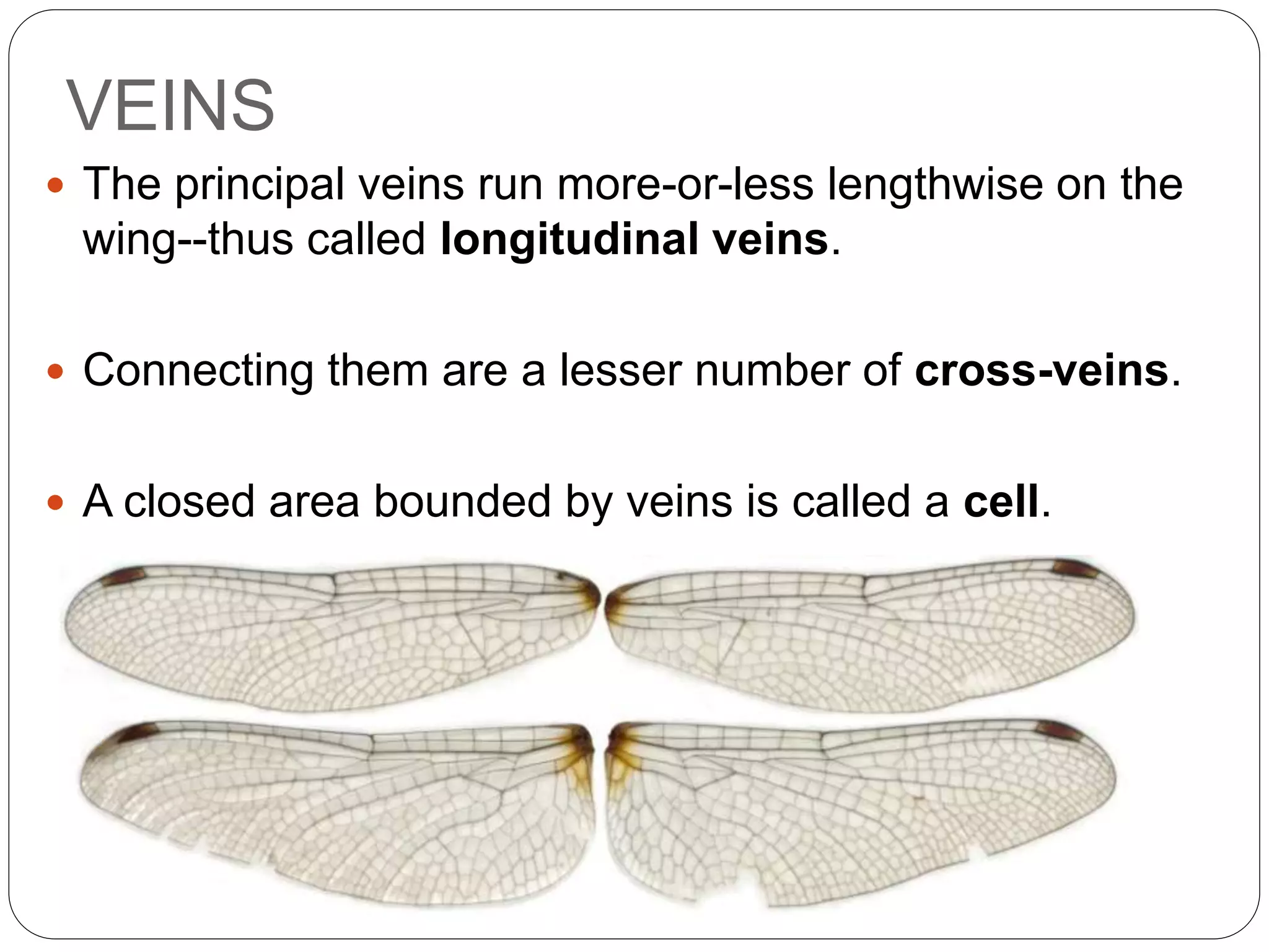 WING VENATION IN INSECTS | PPTX