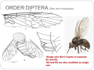 WING VENATION IN INSECTS | PPTX