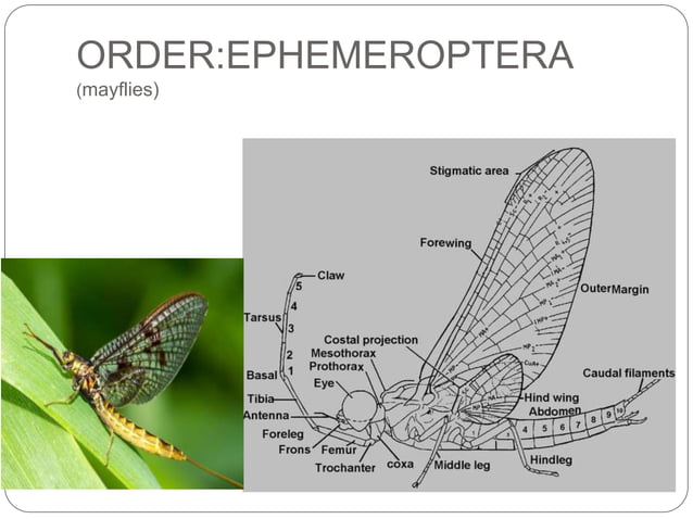 WING VENATION IN INSECTS | PPTX