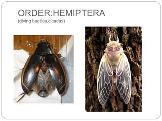 WING VENATION IN INSECTS | PPTX