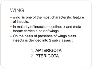 WING VENATION IN INSECTS | PPTX