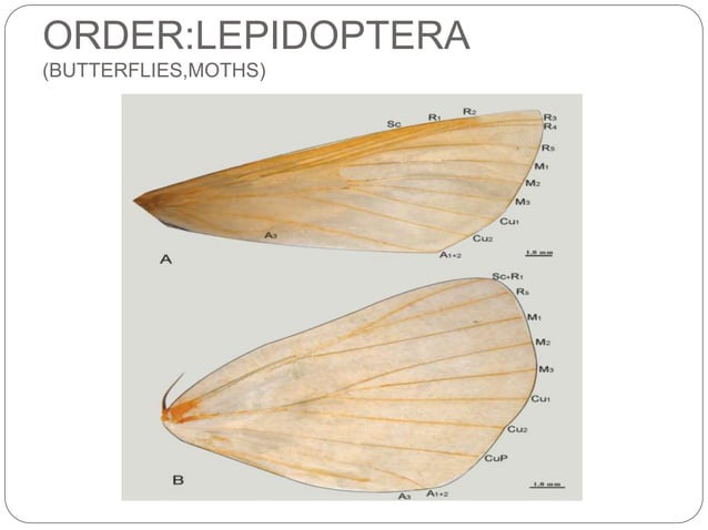 WING VENATION IN INSECTS | PPTX
