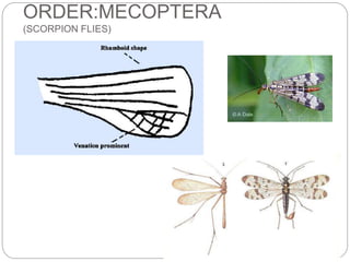 WING VENATION IN INSECTS | PPTX